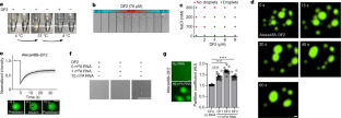 m 6 A enhances the phase separation potential of mRNA | Nature