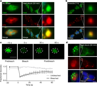 m 6 A enhances the phase separation potential of mRNA | Nature
