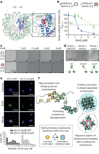 HP1 reshapes nucleosome core to promote phase separation of ...