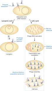 The arms race between bacteria and their phage foes | Nature