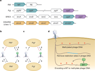 The arms race between bacteria and their phage foes | Nature