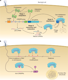 The arms race between bacteria and their phage foes | Nature
