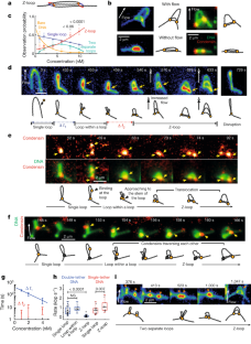DNA-loop extruding condensin complexes can traverse one another | Nature