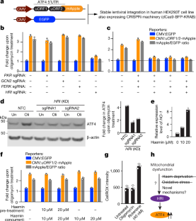 Mitochondrial stress is relayed to the cytosol by an OMA1–DELE1–HRI ...