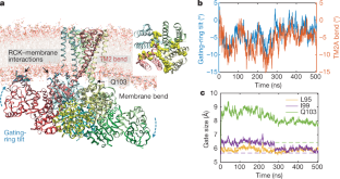 Ball-and-chain inactivation in a calcium-gated potassium channel | Nature