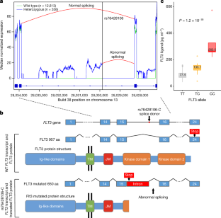 FLT3 stop mutation increases FLT3 ligand level and risk of autoimmune ...