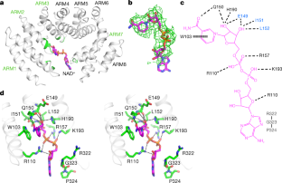 The NAD + -mediated self-inhibition mechanism of pro-neurodegenerative ...