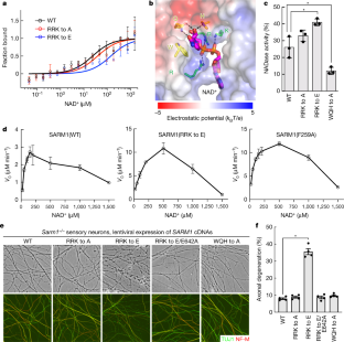 The NAD + -mediated self-inhibition mechanism of pro-neurodegenerative ...
