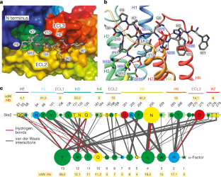Structure of the class D GPCR Ste2 dimer coupled to two G proteins | Nature