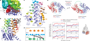 Structure of the class D GPCR Ste2 dimer coupled to two G proteins | Nature