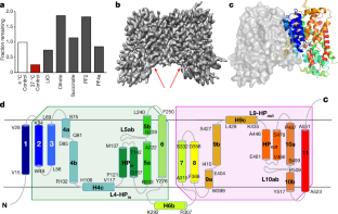 Structure and inhibition mechanism of the human citrate transporter ...