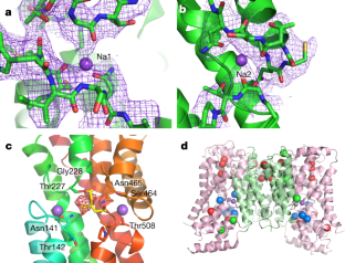 Structure and inhibition mechanism of the human citrate transporter ...