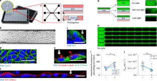 Tubuloids derived from human adult kidney and urine for personalized ...