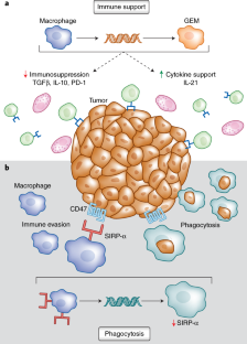 Gene editing for immune cell therapies | Nature Biotechnology