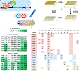 Continuous evolution of SpCas9 variants compatible with non-G PAMs ...