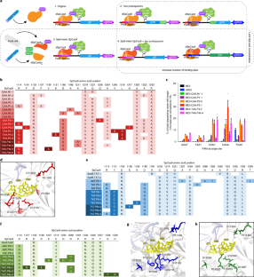 Continuous evolution of SpCas9 variants compatible with non-G PAMs | Nature Biotechnology