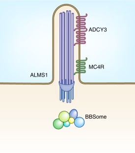 ADCY3 , neuronal primary cilia and obesity | Nature Genetics