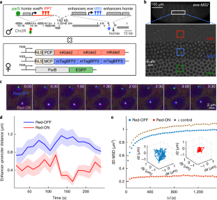 Dynamic interplay between enhancer–promoter topology and gene activity | Nature Genetics