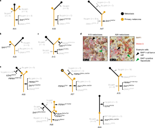 The genetic evolution of metastatic uveal melanoma | Nature Genetics