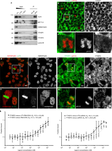 N 6 -methyladenosine regulates the stability of RNA:DNA hybrids in ...