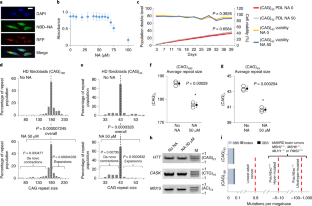 A slipped-CAG DNA-binding small molecule induces trinucleotide-repeat ...