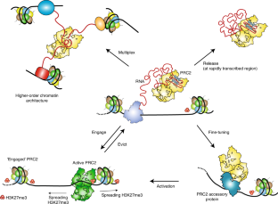 RNA is essential for PRC2 chromatin occupancy and function in human ...