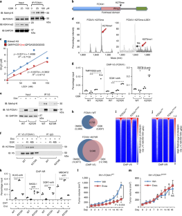 Chromatin binding of FOXA1 is promoted by LSD1-mediated demethylation ...
