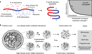 Liquid chromatin Hi-C characterizes compartment-dependent chromatin ...