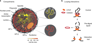 Liquid chromatin Hi-C characterizes compartment-dependent chromatin ...