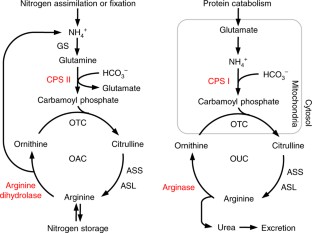 The cyanobacterial ornithine–ammonia cycle involves an arginine ...