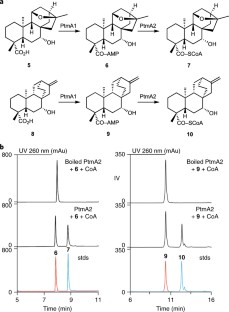 Natural separation of the acyl-CoA ligase reaction results in a non ...