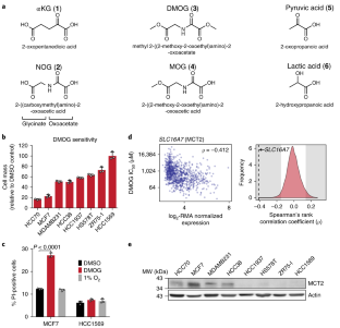 MCT2 mediates concentration-dependent inhibition of glutamine ...