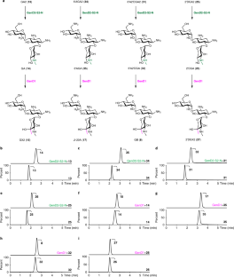 Complete reconstitution of the diverse pathways of gentamicin B ...