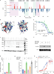Small-molecule allosteric inhibitors of BAX | Nature Chemical Biology