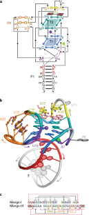 Structure and functional reselection of the Mango-III fluorogenic RNA ...
