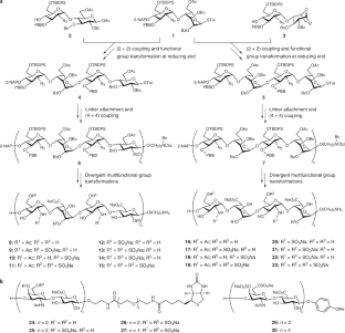 Glycan sulfation patterns define autophagy flux at axon tip via PTPRσ ...