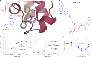 BAF complex vulnerabilities in cancer demonstrated via structure-based PROTAC design | Nature ...