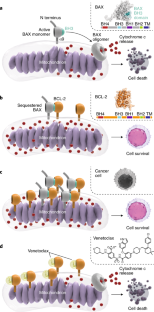 Targeting BAX to drug death directly | Nature Chemical Biology