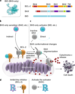 Targeting BAX to drug death directly | Nature Chemical Biology