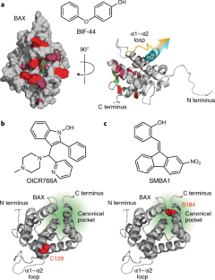 Targeting BAX to drug death directly | Nature Chemical Biology