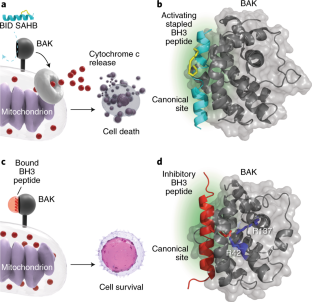 Targeting BAX to drug death directly | Nature Chemical Biology