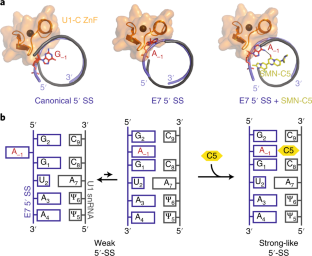 Structural basis of a small molecule targeting RNA for a specific ...