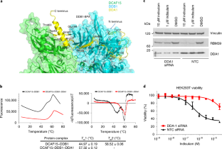 Structural basis of indisulam-mediated RBM39 recruitment to DCAF15 E3 ...