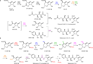 Cryptic phosphorylation in nucleoside natural product biosynthesis ...