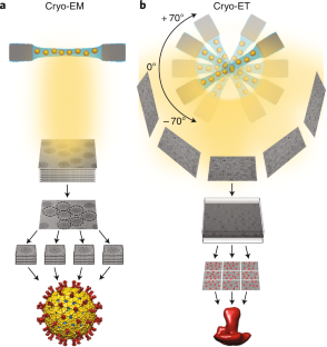 Cryo-electron microscopy for the study of virus assembly | Nature ...