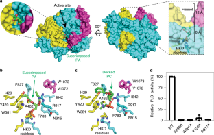 Crystal structure of human PLD1 provides insight into activation by PI ...