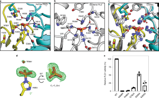 Crystal structure of human PLD1 provides insight into activation by PI ...