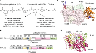 Illustrating human PLD | Nature Chemical Biology