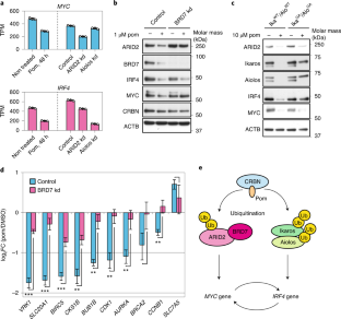 ARID2 is a pomalidomide-dependent CRL4 CRBN substrate in multiple ...