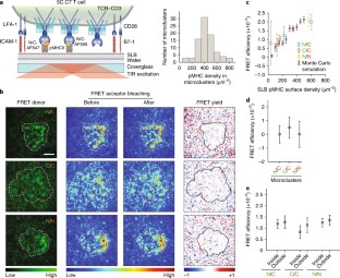 Monomeric TCRs drive T cell antigen recognition | Nature Immunology